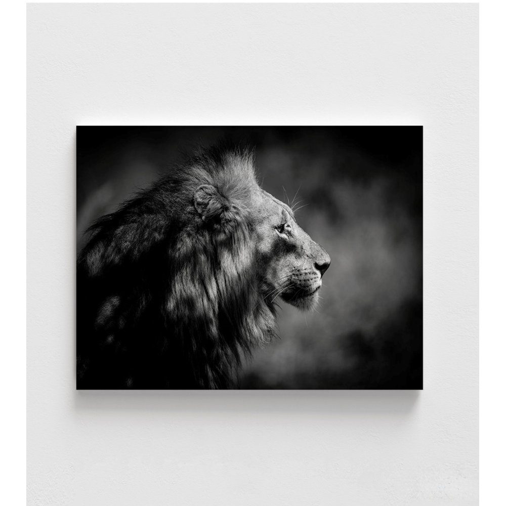 WeFrameArt The Male By Xavier A, Big Cat Photography, Wild Animal ...