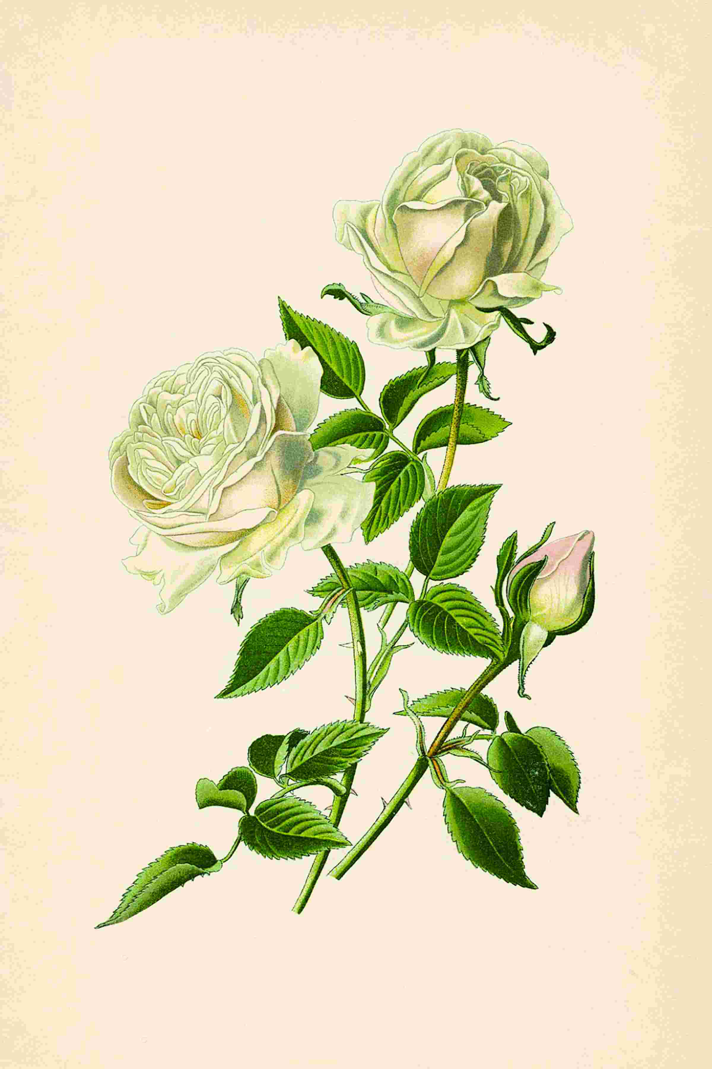 Winston Porter Vintage Bourbon Rose Drawing - Wayfair Canada