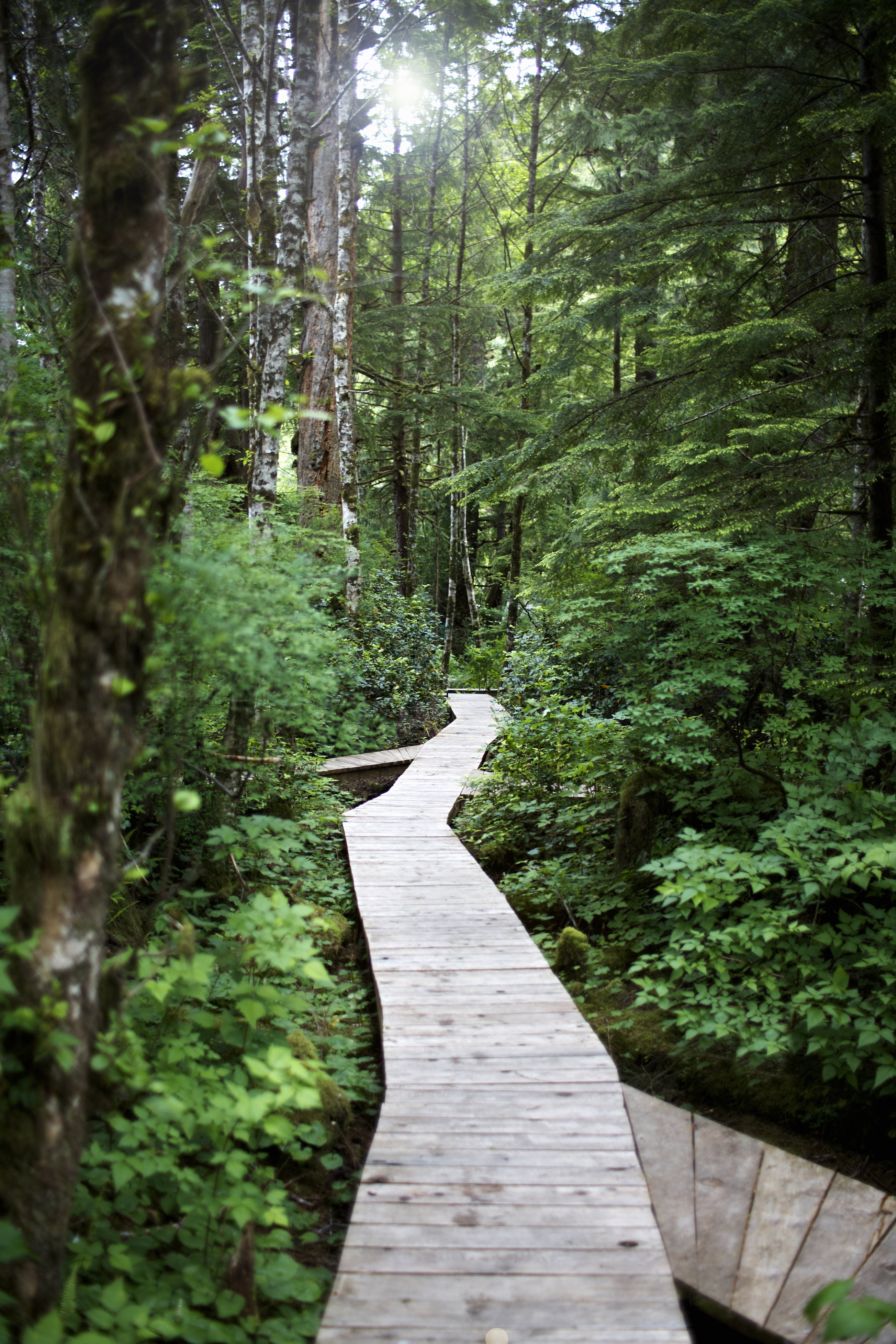 Alpen Home Walkway Through Forest by Ryan McVay - Print | Wayfair.ie