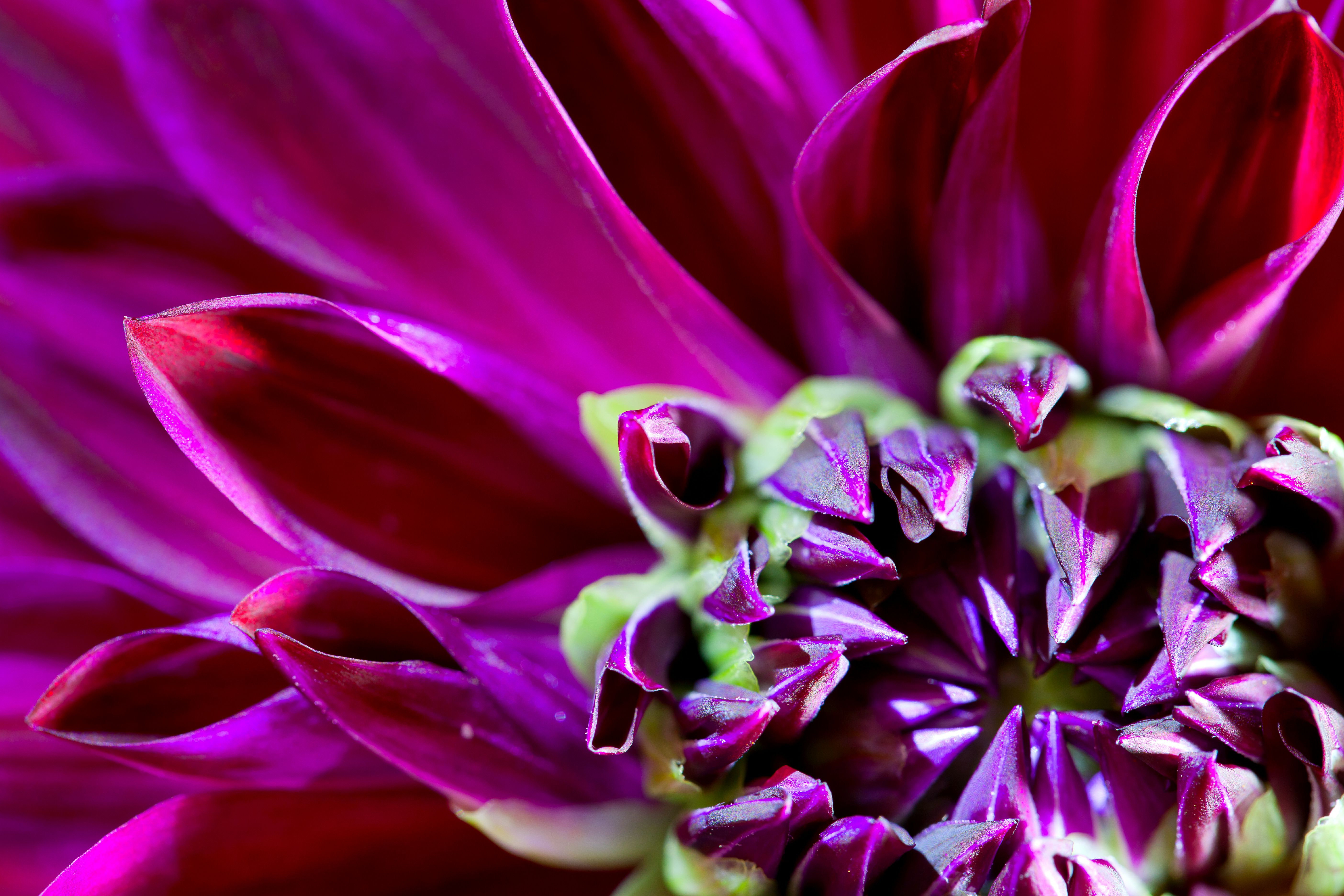 Ebern Designs Dahlia Macro Background by Andrew Mayovskyy - Wrapped ...