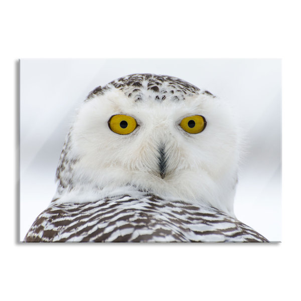 Union Rustic Watchful Snow Owl - No Frame Print on Glass | Wayfair.co.uk