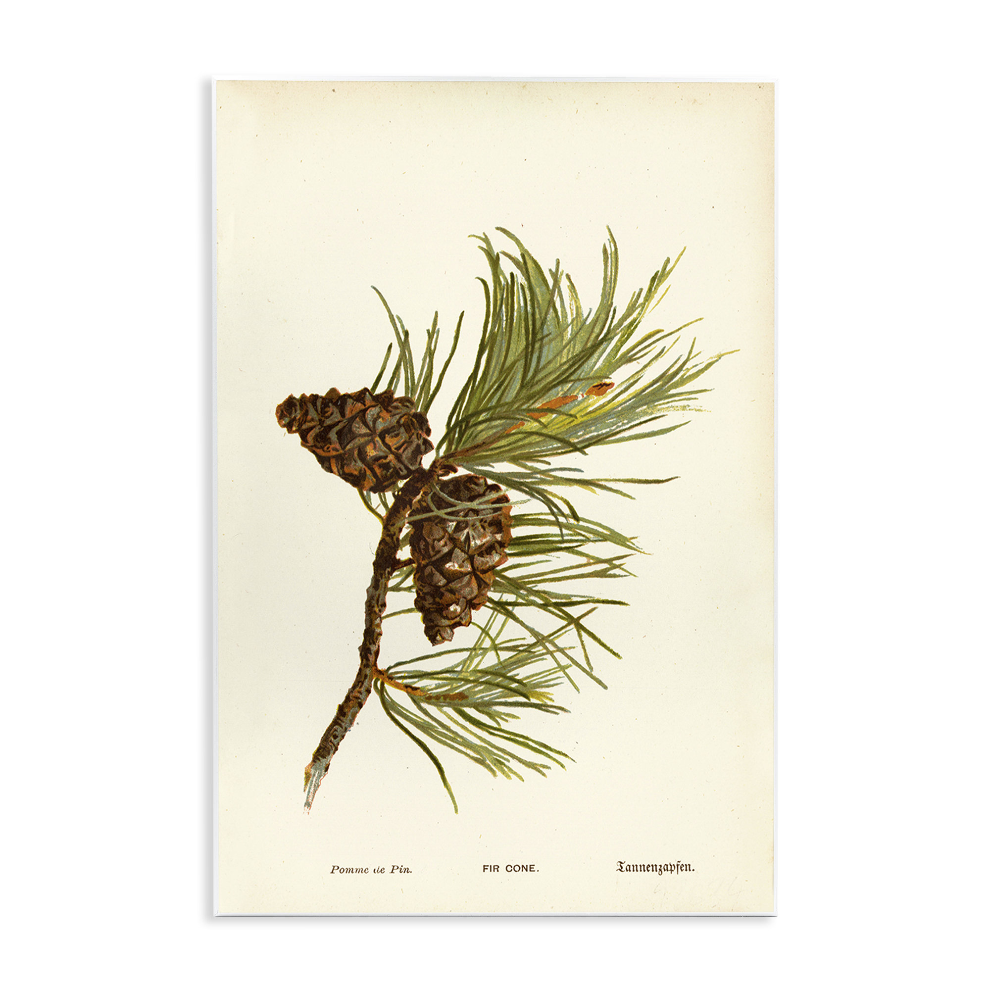 Ophelia & Co. Fir Tree Cones Wall Plaque Art by Tina Higgins Designs ...