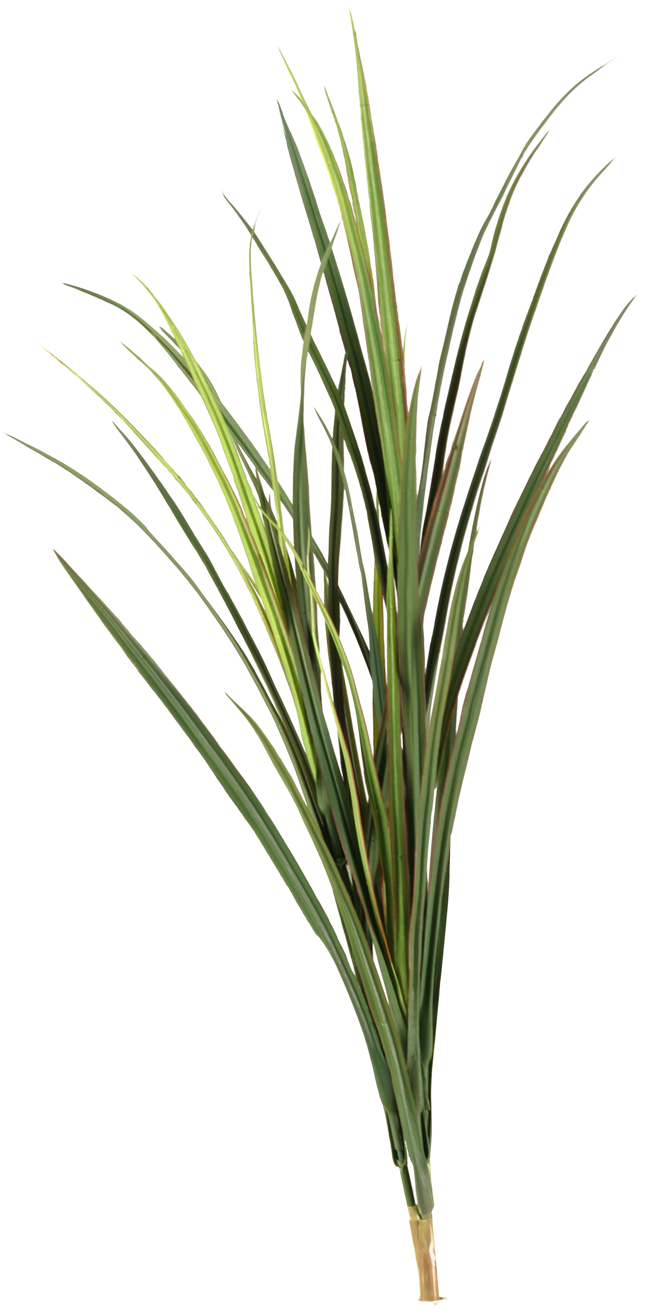 Highland Dunes Long Agave Grass & Reviews | Wayfair