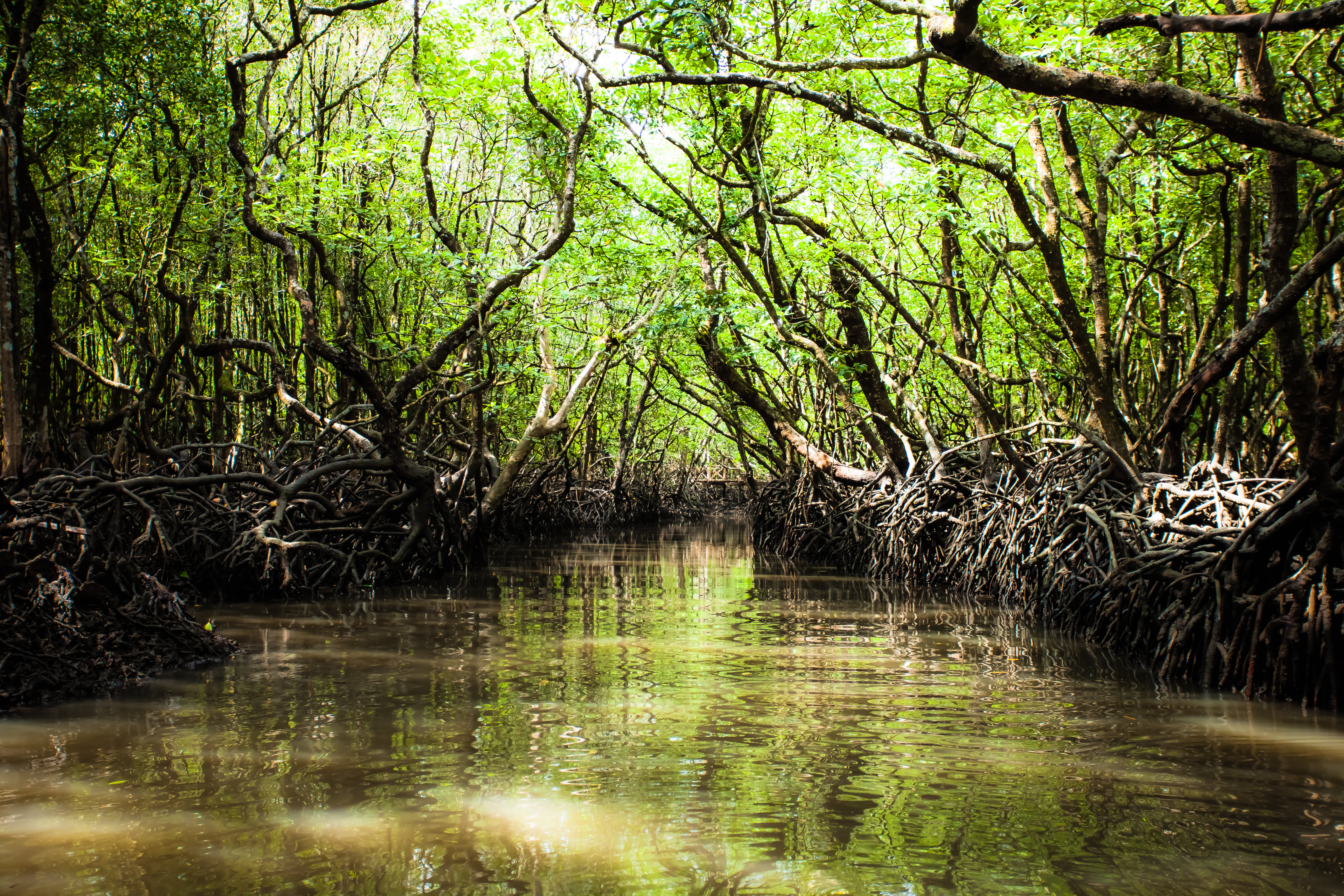 Millwood Pines Mangrove Tree by Mariusz_Prusaczyk - Wrapped Canvas ...
