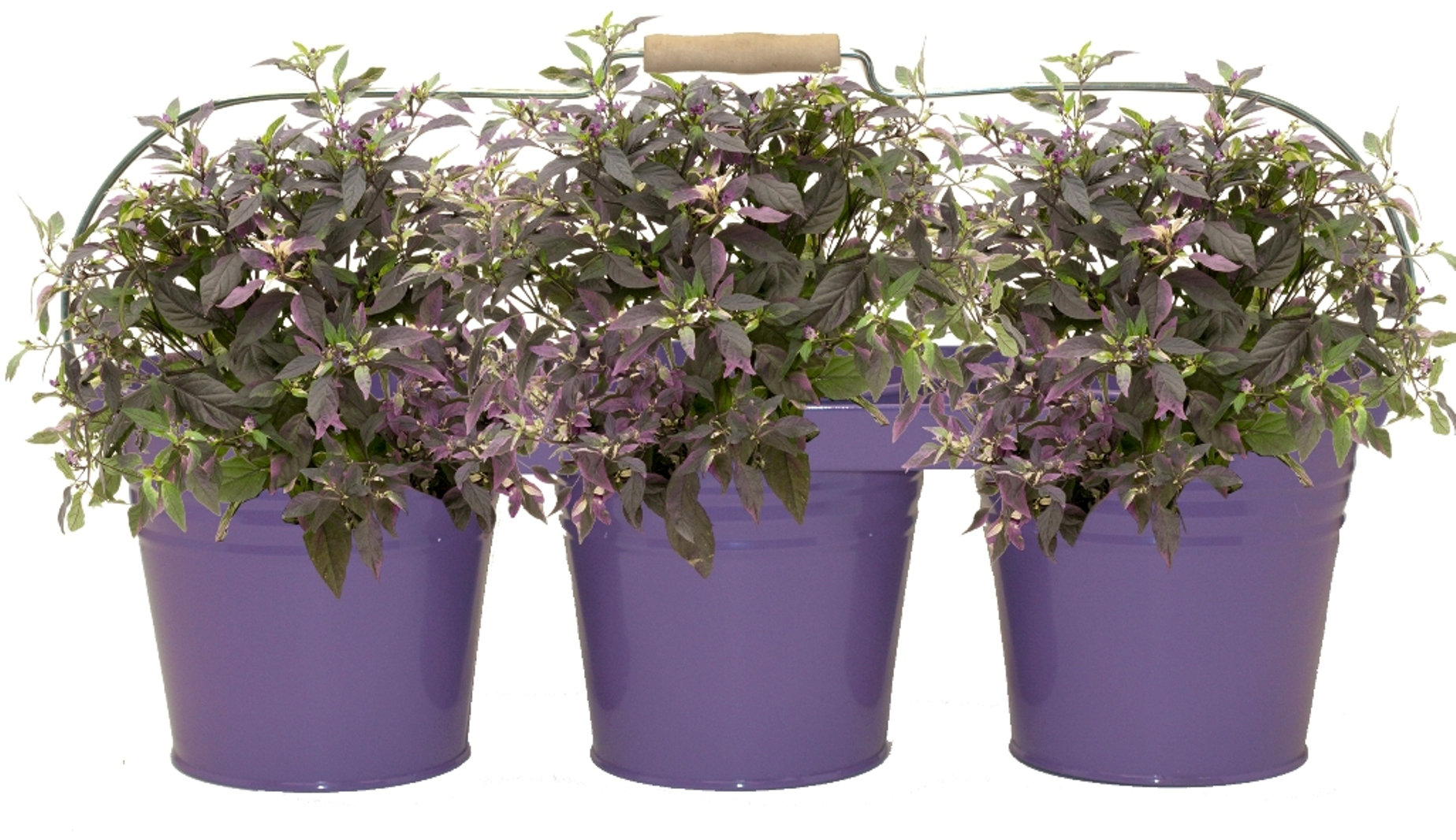 August Grove® Cherukumilli Enameled Galvanized Triple Pot Planter | Wayfair