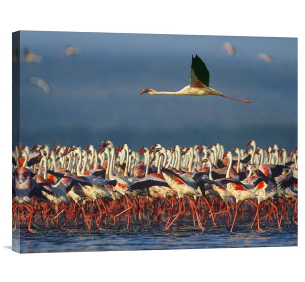 East Urban Home " Lesser Flamingo Flying Over Flock " - Wayfair Canada
