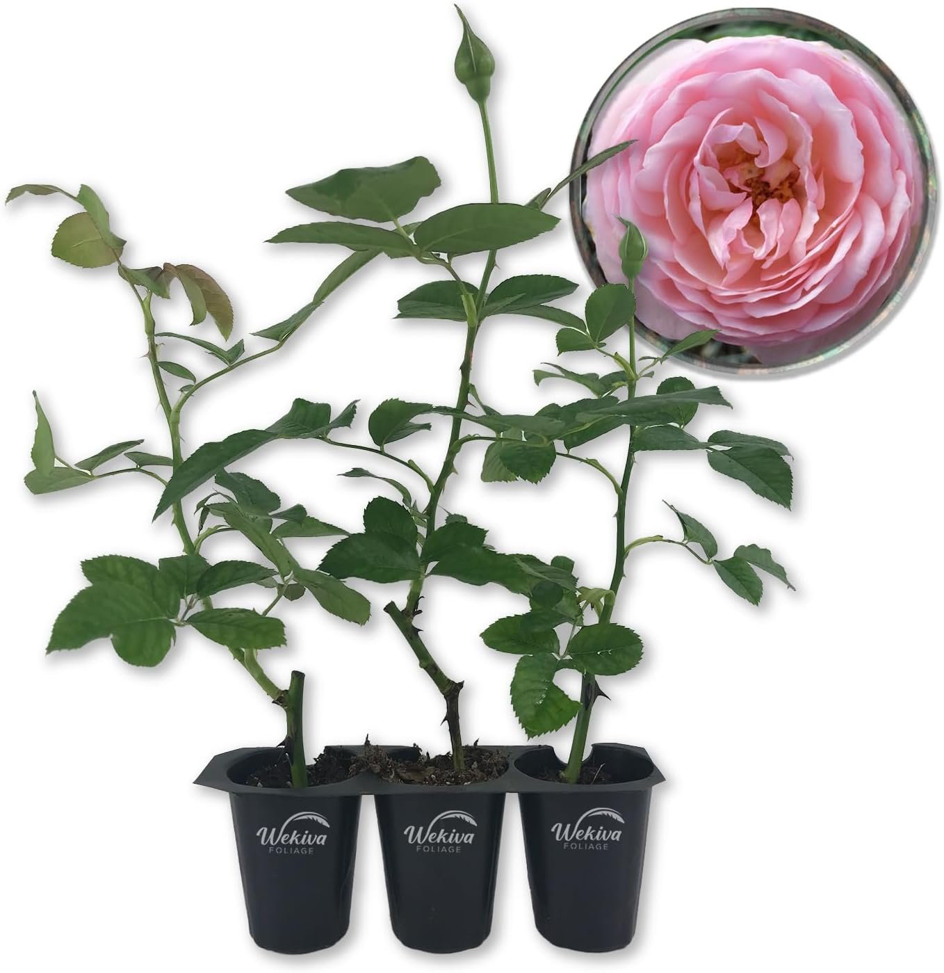 Wekiva Foliage LLC Josephine Land Rose Bush - 3 Live Starter Plants in ...