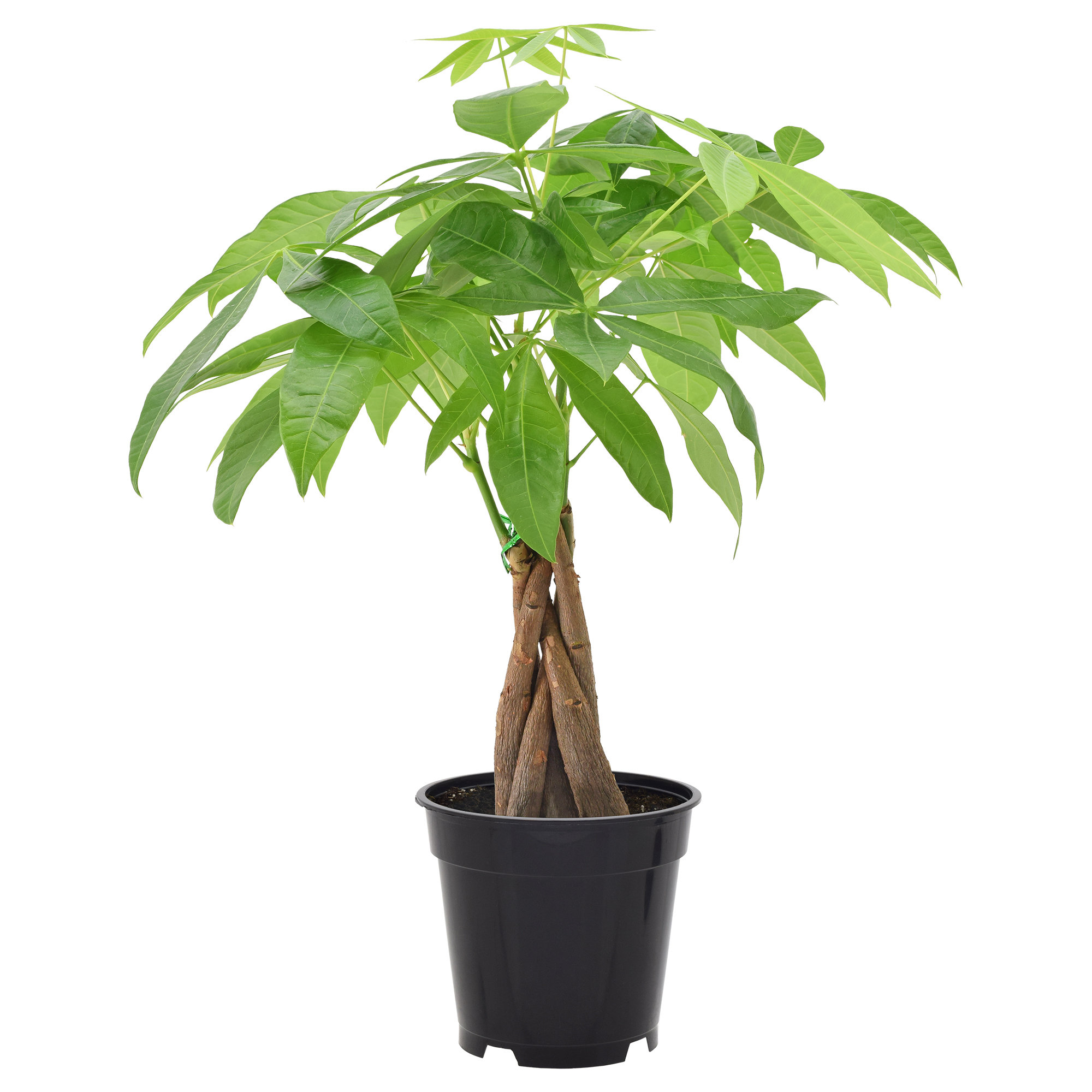 Arcadia Garden Products Live Money Tree in Pot & Reviews | Wayfair