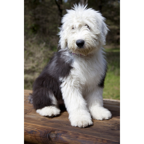 Natur Pur Old English Sheepdog by SashaFoxWalters - Wrapped Canvas Art ...