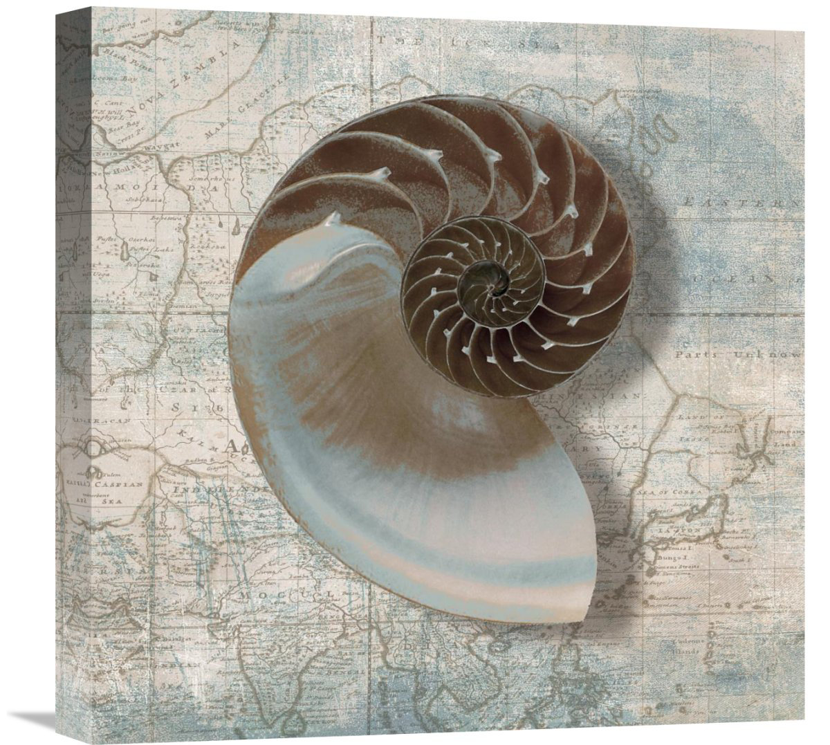 Global Gallery 'Nautilus' by Ted Broome Graphic Art on Wrapped Canvas ...