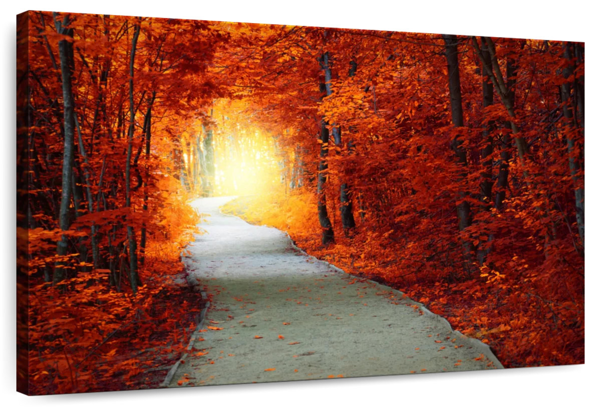 Millwood Pines Alvord Maple Forest Path | Wayfair