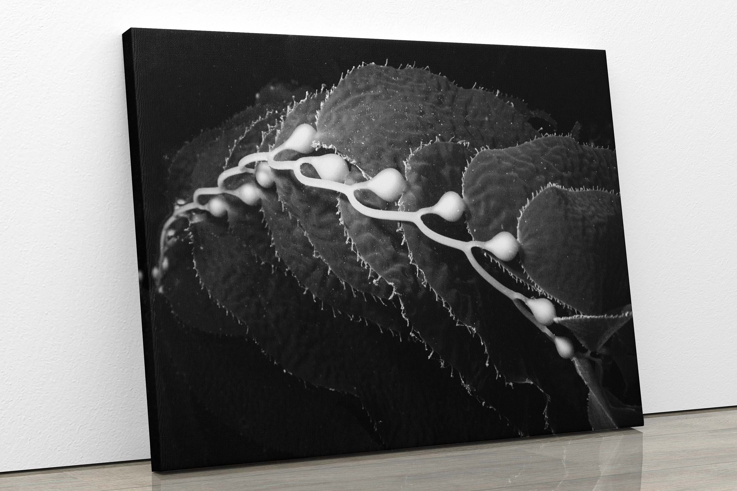 See Life Inspiration Giant Kelp Underwater Black and White Photograph ...