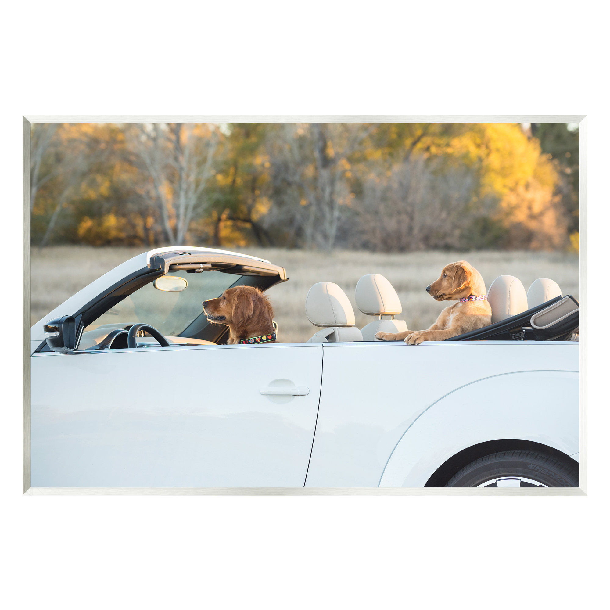 Stupell Industries Dogs Driving Convertible Wall Plaque Art by Karen ...