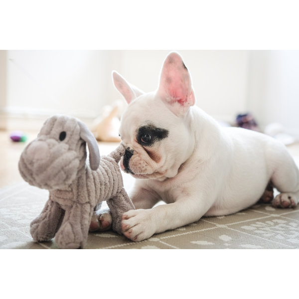 17 Stories French Bulldog Puppy by Gollykim - No Frame Print on Canvas ...