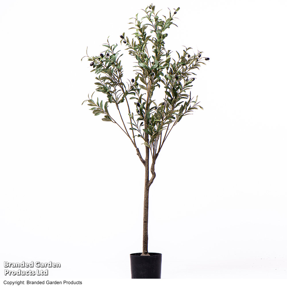 Garden Gear 150cm Olive Tree Tree in Pot | Wayfair.co.uk