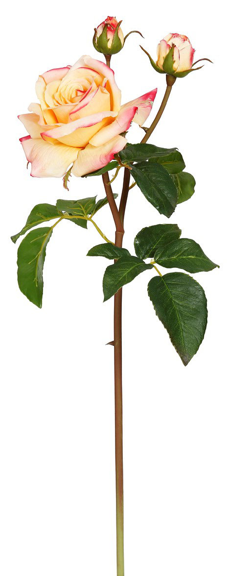 Winward Silks ENGLISH ROSE TAMORA STEM | Perigold