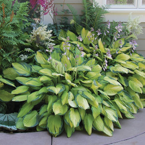 Touch of ECO Hardy Heart Shaped Hosta Plants - 3 Bare Roots - Shade ...