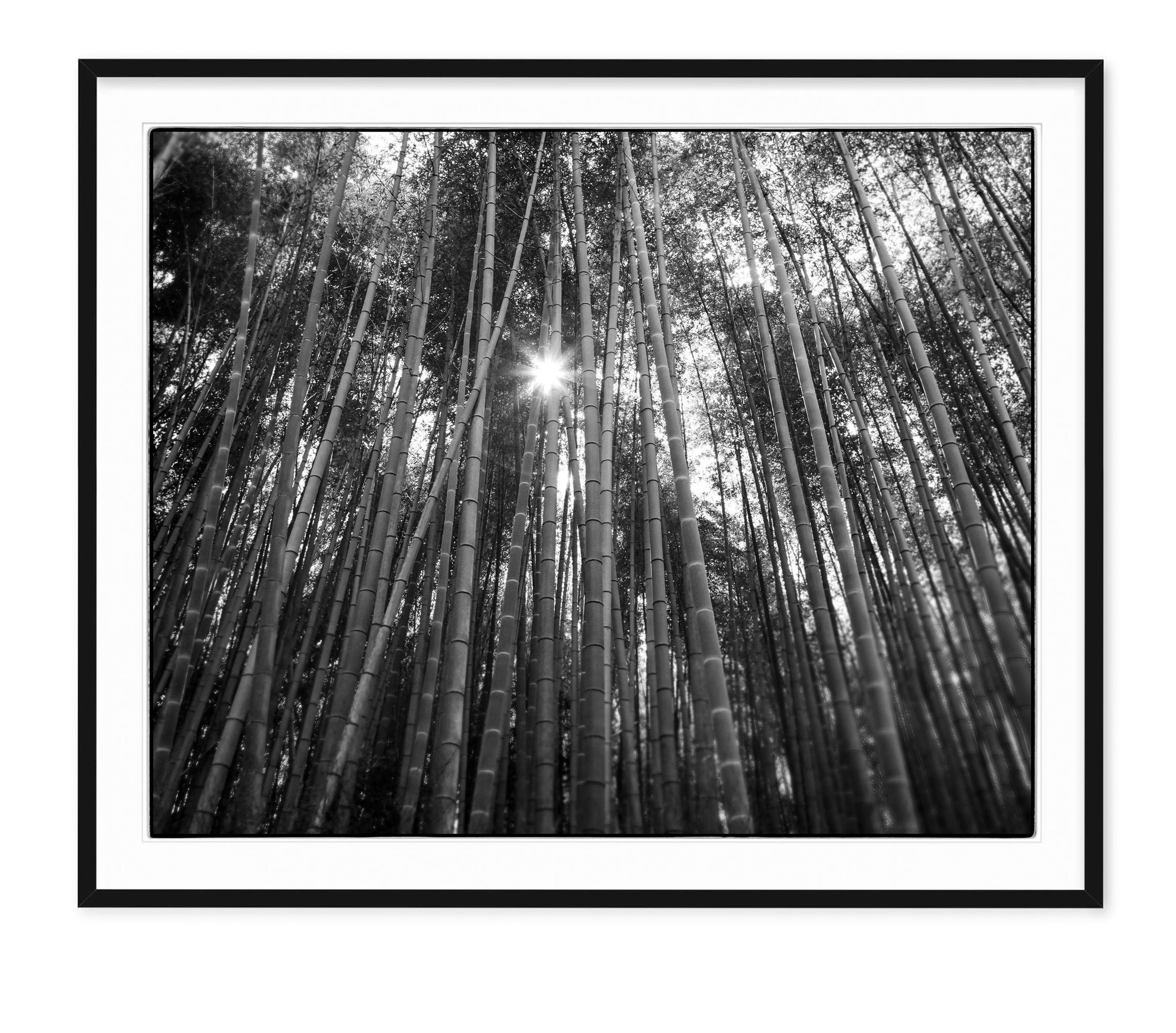 Robin Riley Photography Bamboo Forest - Picture Frame Photograph on ...