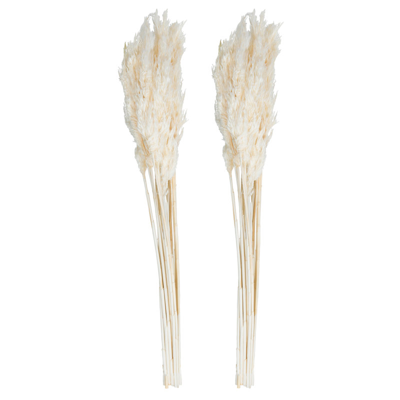 Freeport Park® Zellmer 36" Bleached Plume Reed Bundle (15-20 stems ...