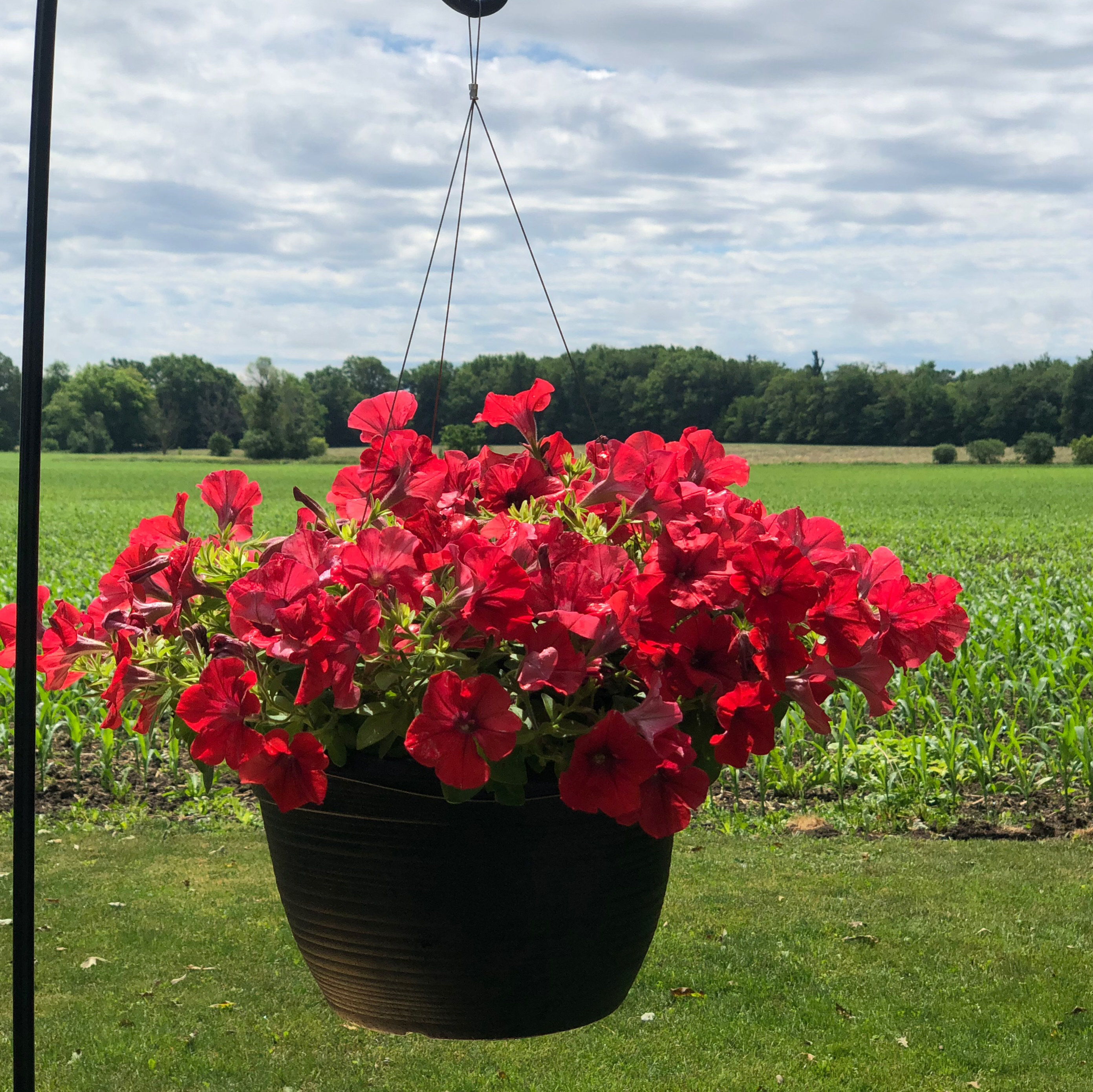 INVISA HANGER Innovative Wire Pot Hanger - Wayfair Canada