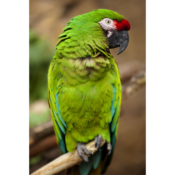 Bay Isle Home Keonna Military Macaw (Ara Militaris) On Canvas by Aneese ...