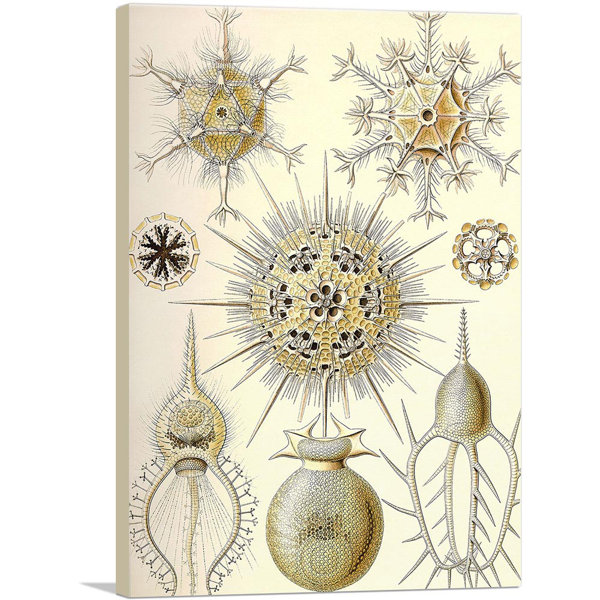 ARTCANVAS Phaeodaria Radiolarians Canvas Art Print By Ernst Haeckel ...
