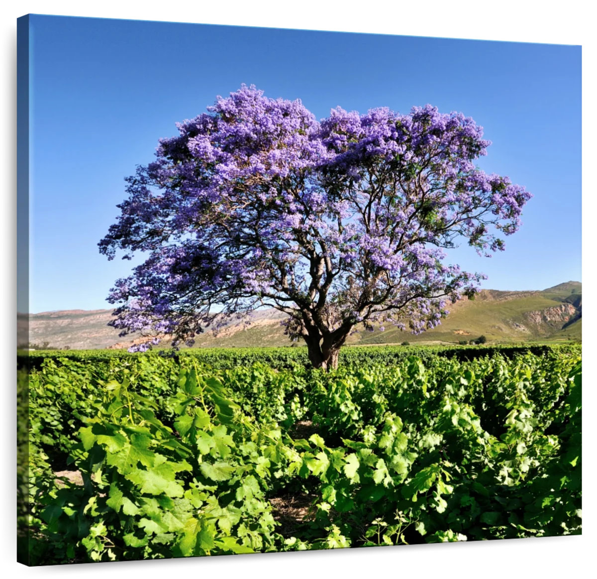 Lark Manor Harnek Jacaranda Tree - Wayfair Canada