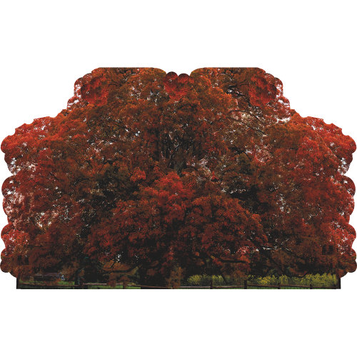 Wet Paint Printing SP13163 Comfort Maple Oldest Sugar Maple Tree Canada ...