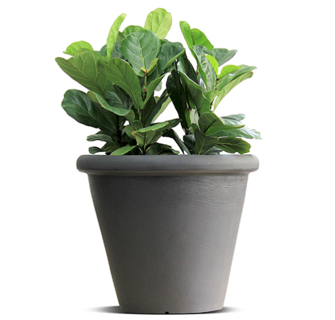 Serralunga Camelia Planter | Wayfair