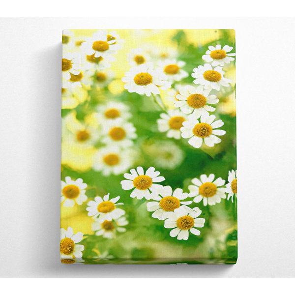 Brambly Cottage Chamomile Macro - Wrapped Canvas Print | Wayfair.co.uk