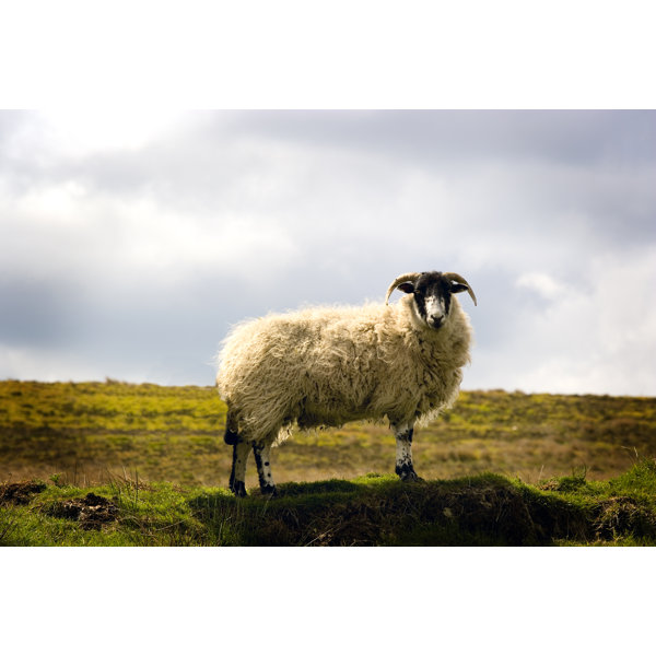 Brambly Cottage Sheep by Duncan1890 - Print | Wayfair.co.uk