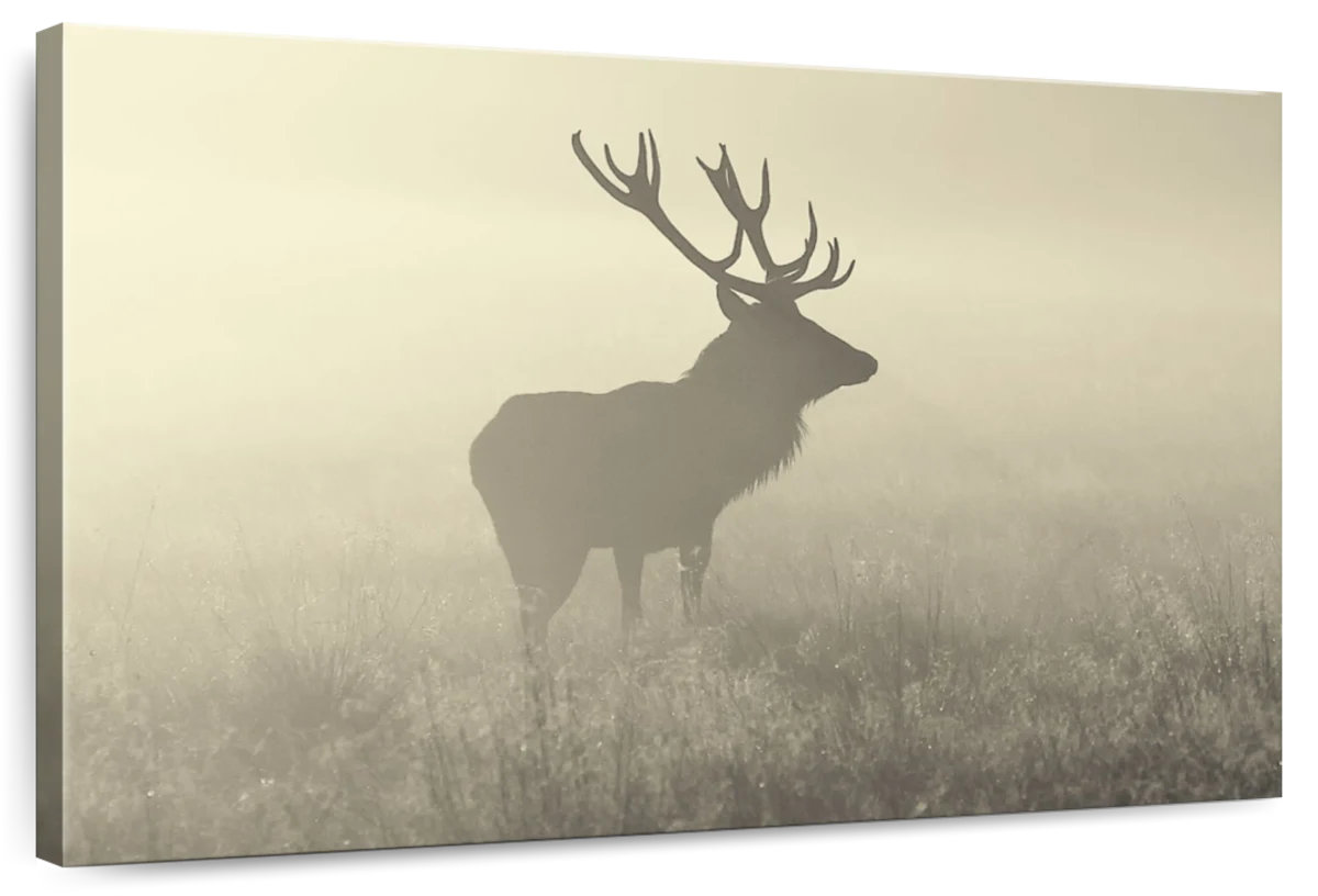 Elephant Stock Mist Stag Deer | Wayfair