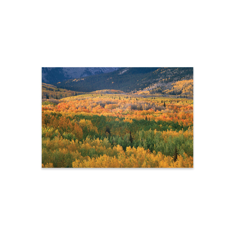 Loon Peak® Quaking Aspen Trees In Fall Colors, Gunnison National Forest ...