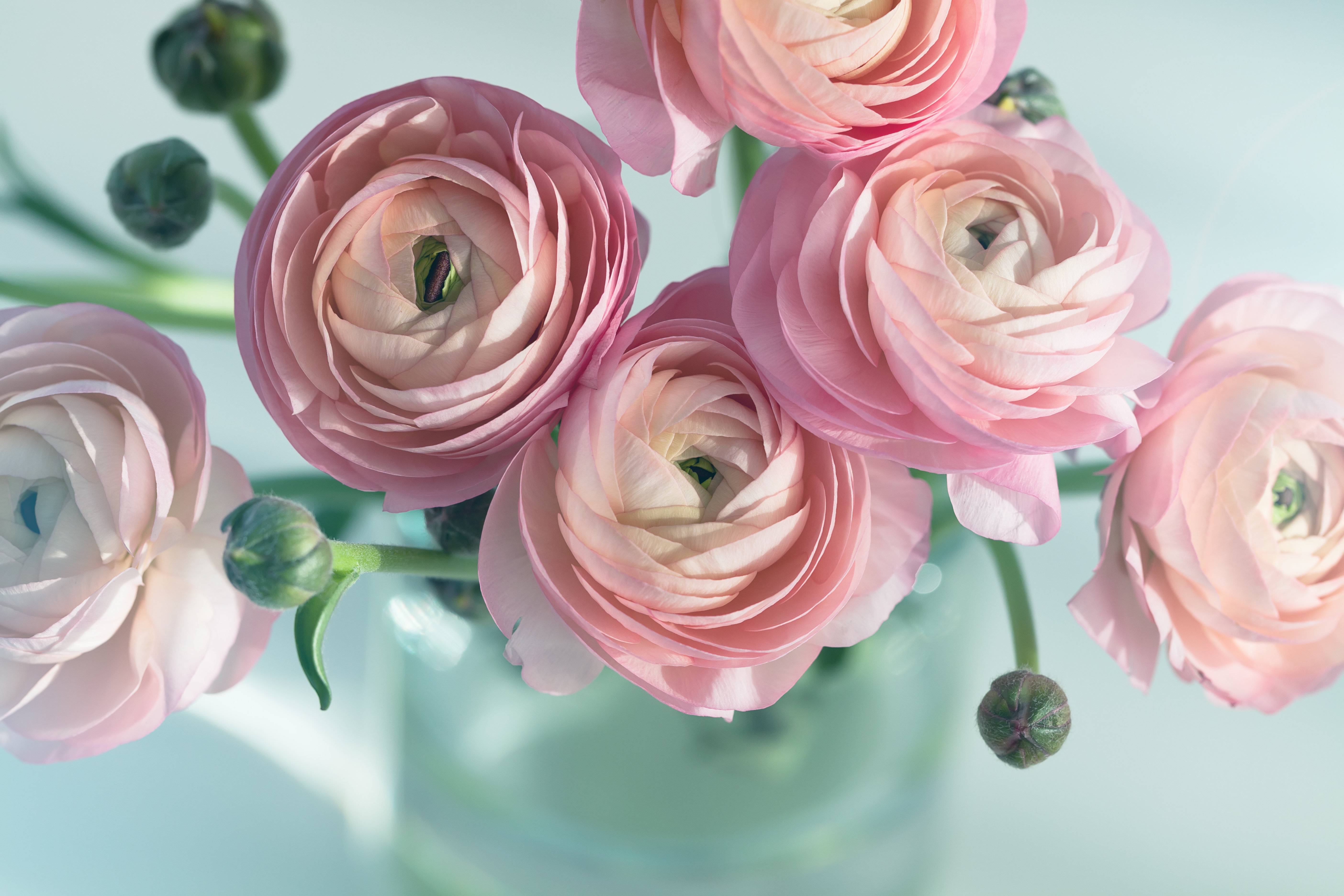Ebern Designs Pink Ranunculus by Duchesseart - Wrapped Canvas ...