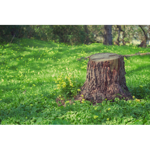 Ebern Designs " Tree Trunk Stump " on Canvas | Wayfair
