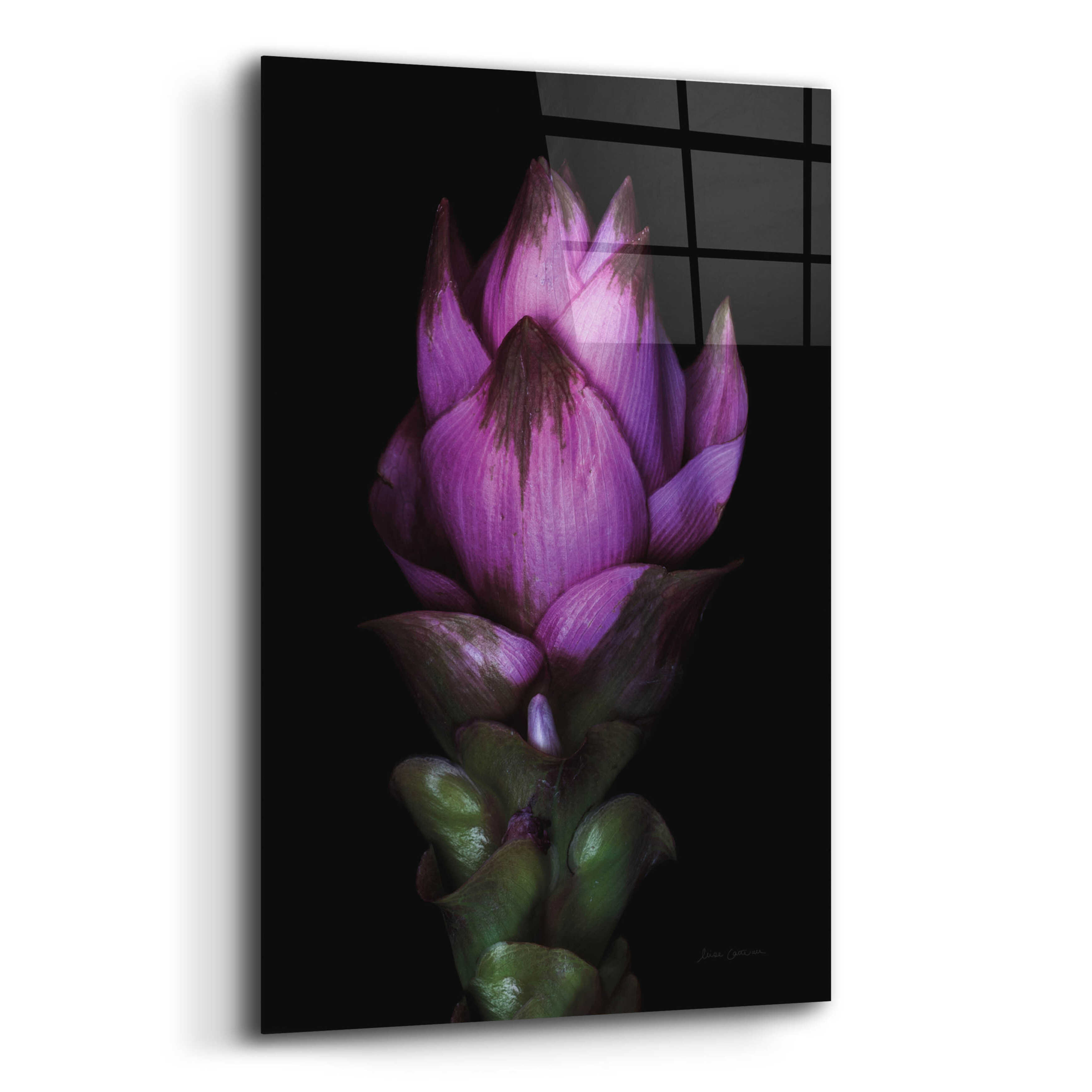 Latitude Run® 'Siam Tulip' By Elise Catterall, Acrylic Glass Wall Art ...