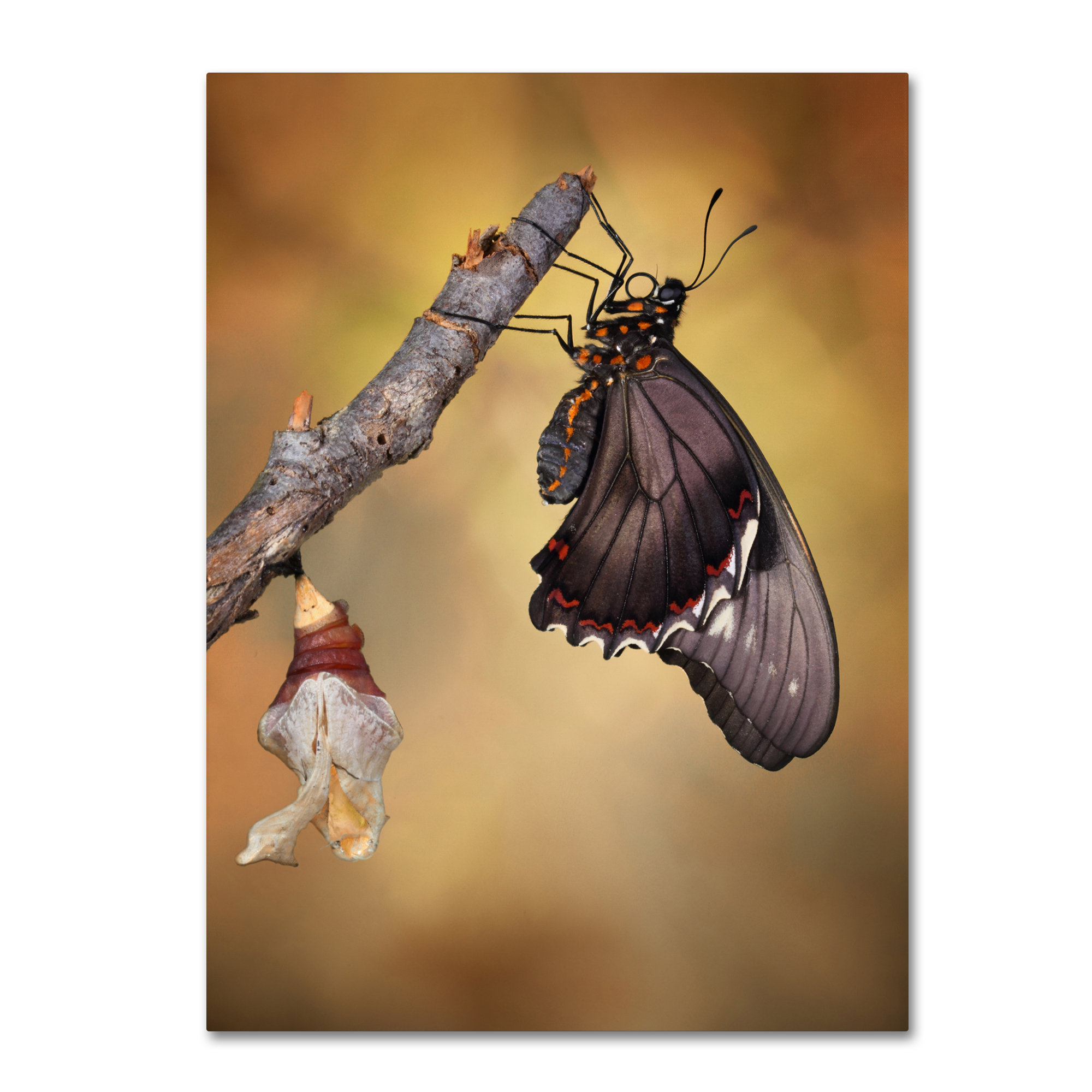 Trademark Fine Art 'Birth of a Swallowtail' Graphic Art Print on ...