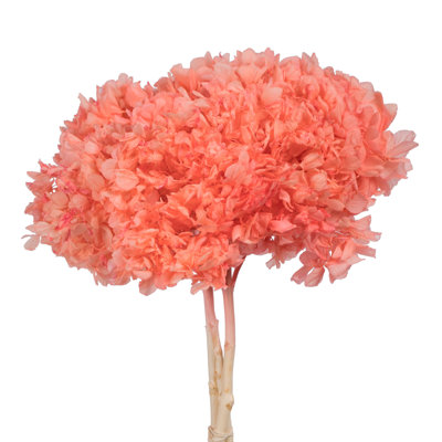 Primrue Natural Botanicals 15" Hydrangea with Multiple Branch Segments ...