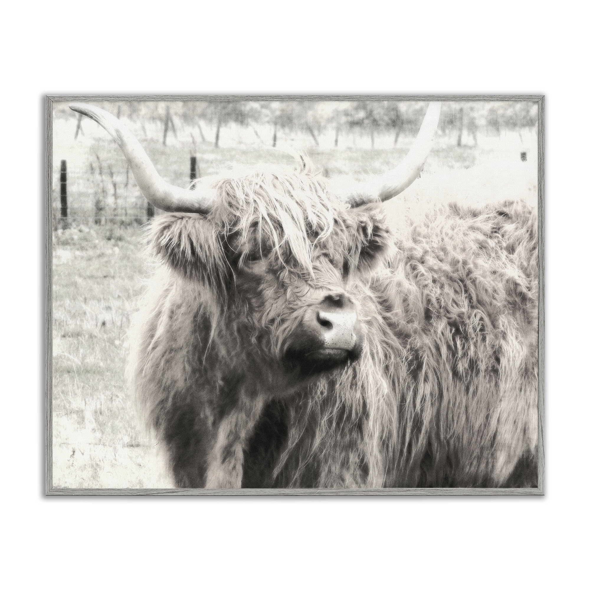 Ebern Designs Highland Cow Gazing Portrait Framed Giclee Art by Graffi ...