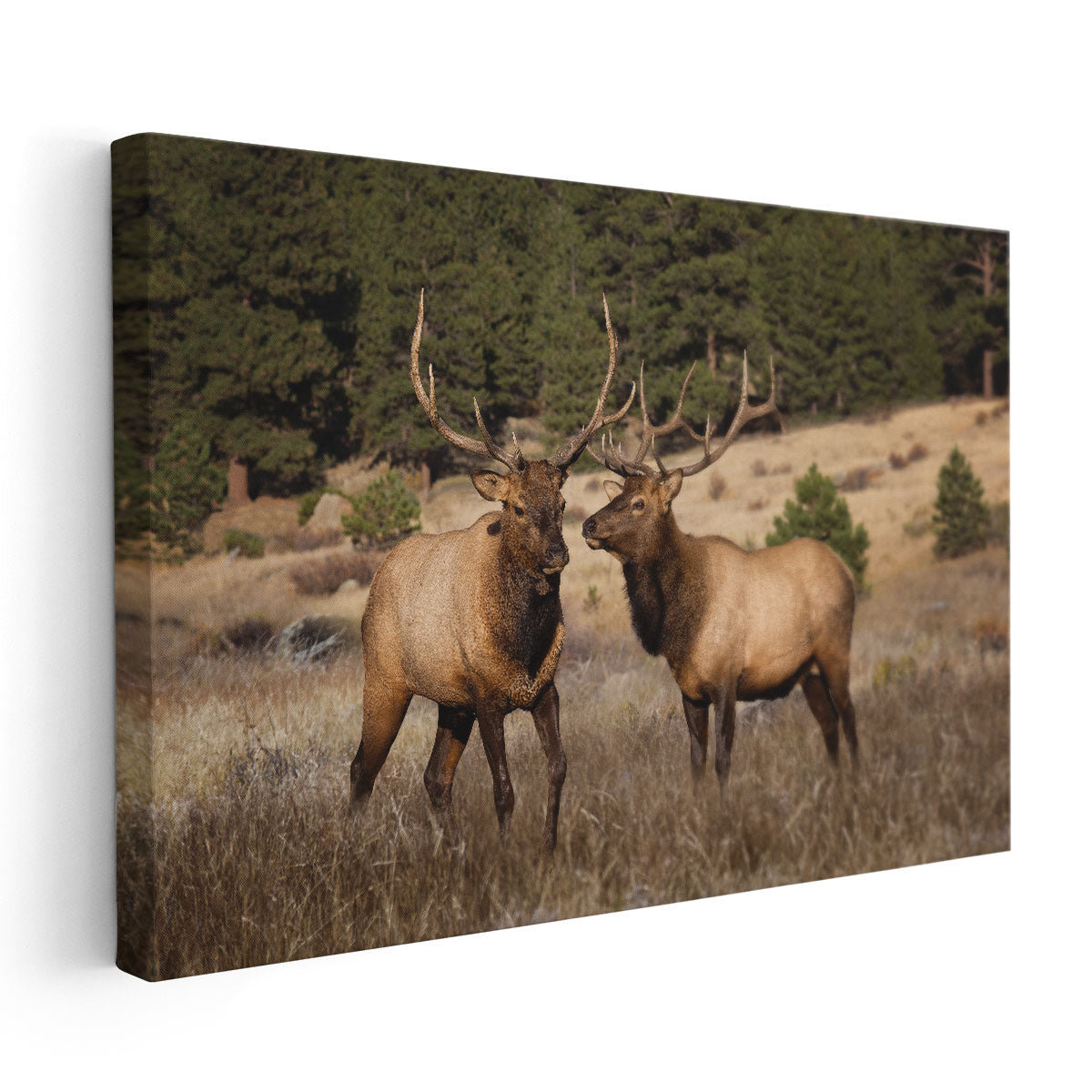 August Grove® Two Elks II - Canvas Print Wall Art | Wayfair