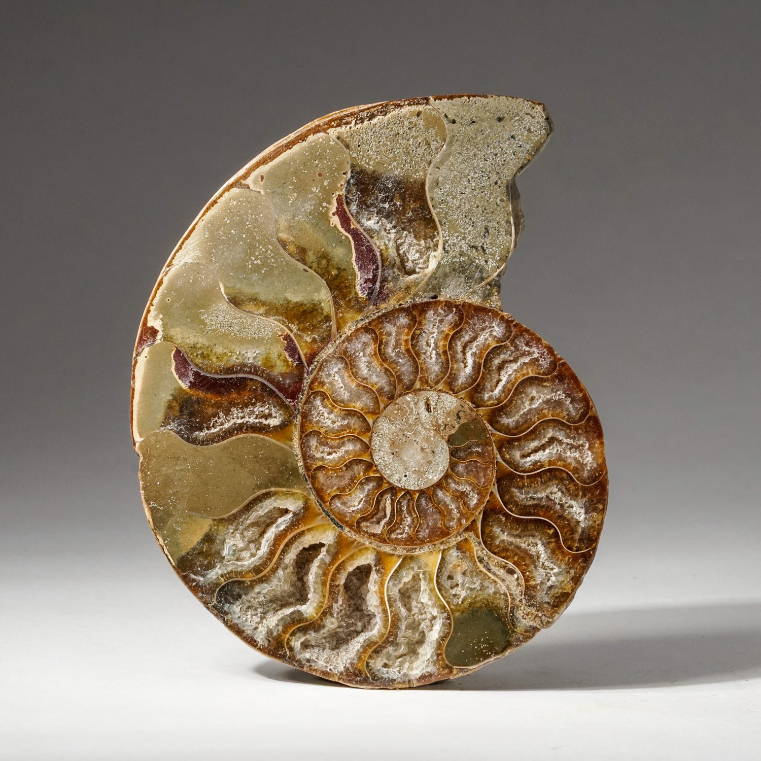 Astro Gallery of Gems Genuine Calcified Ammonite Half from Madagascar ...