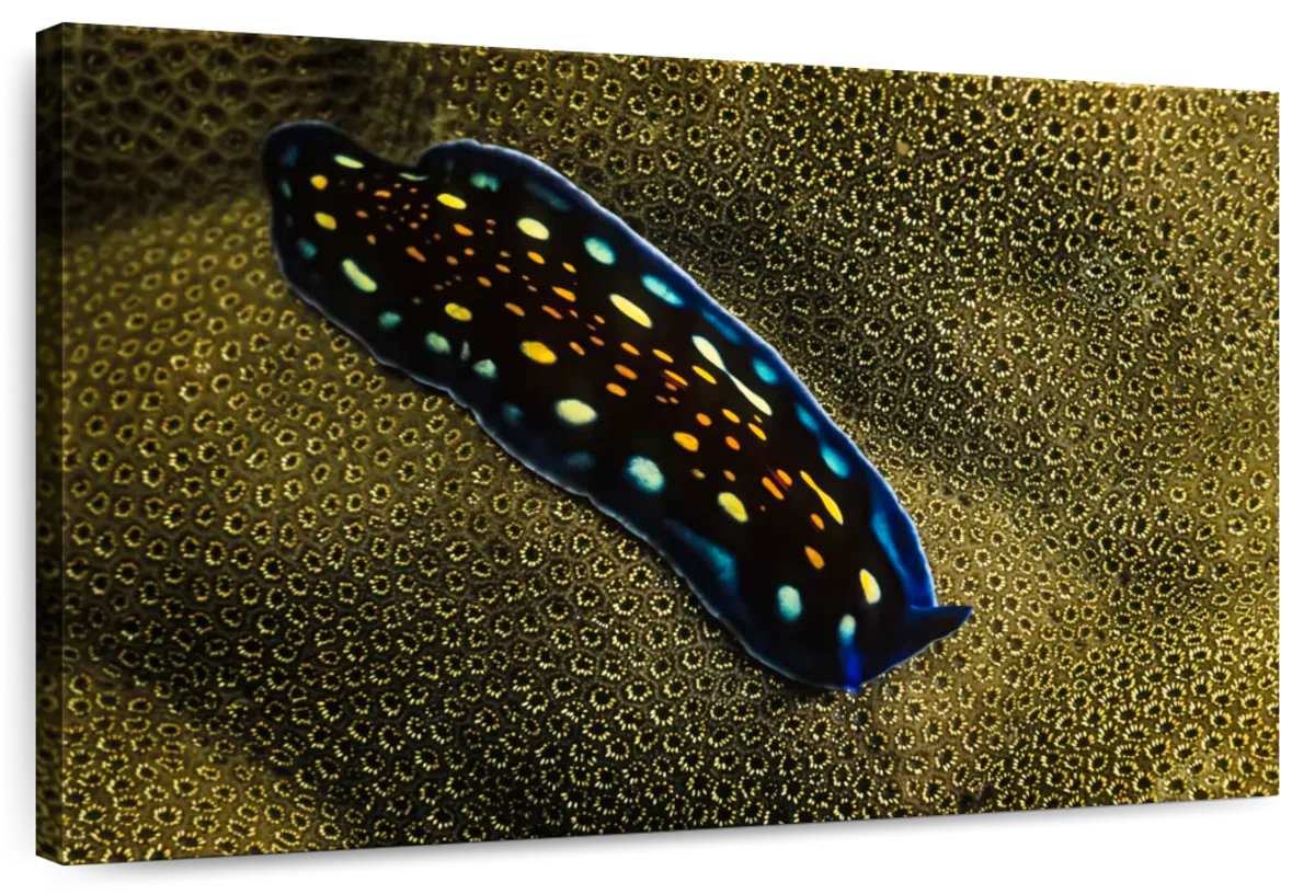 Union Rustic Linda's Flatworm | Wayfair