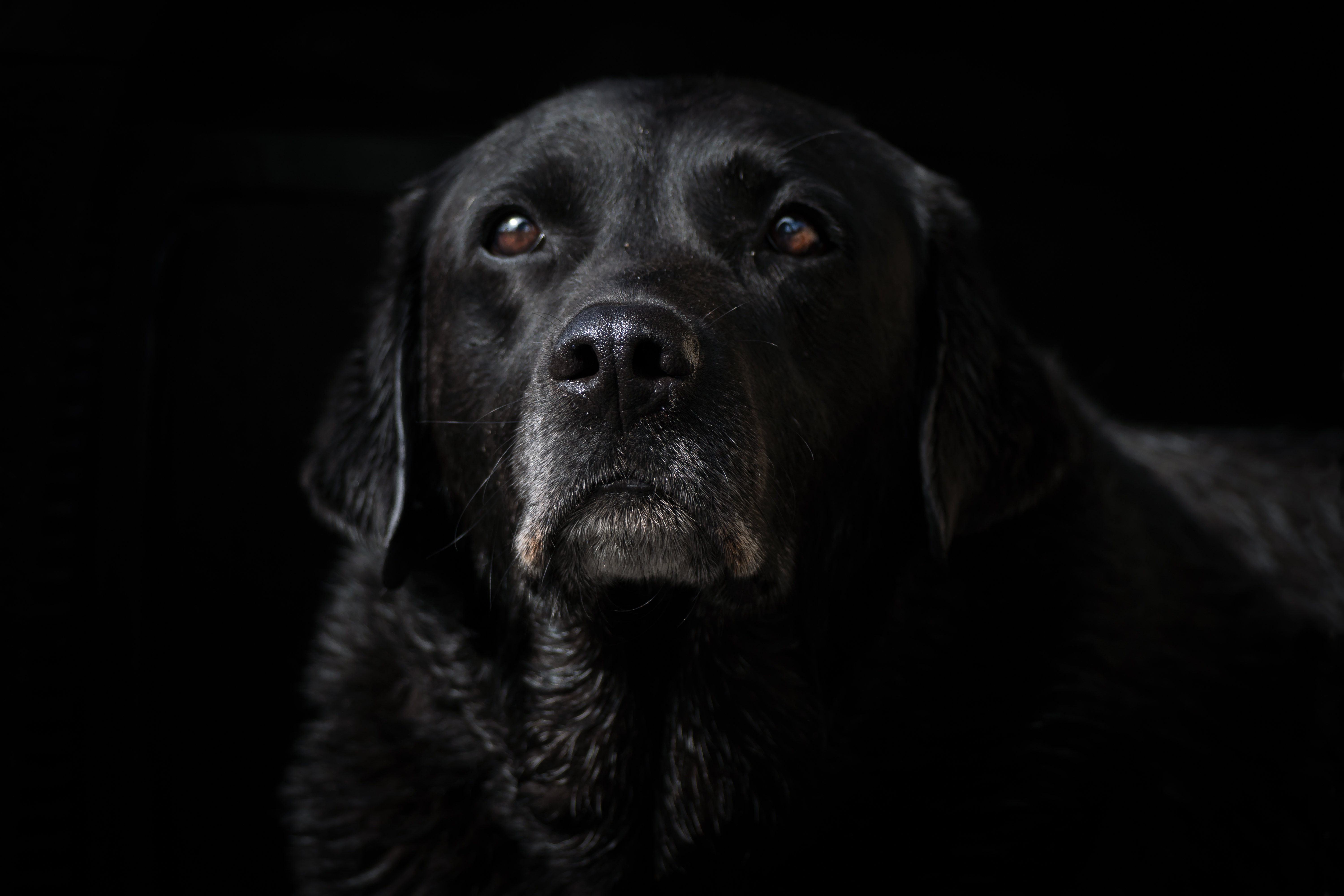 17 Stories Ainsdale Black Labrador Retriever by Barbara Vallance ...