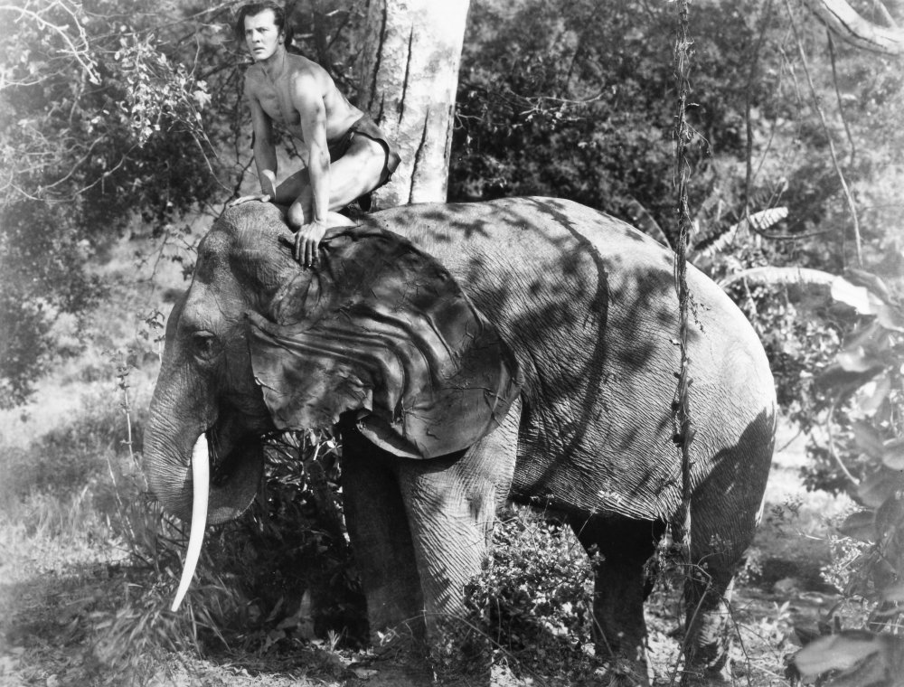 Ebern Designs Posterazzi Tarzan: Brix 1935. /Nherman Brix (Later Bruce ...