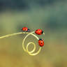 Ebern Designs Three Little Ladybugs | Wayfair
