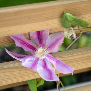 Forest Garden Living Screen Planter (Home Delivery) | Wayfair.co.uk
