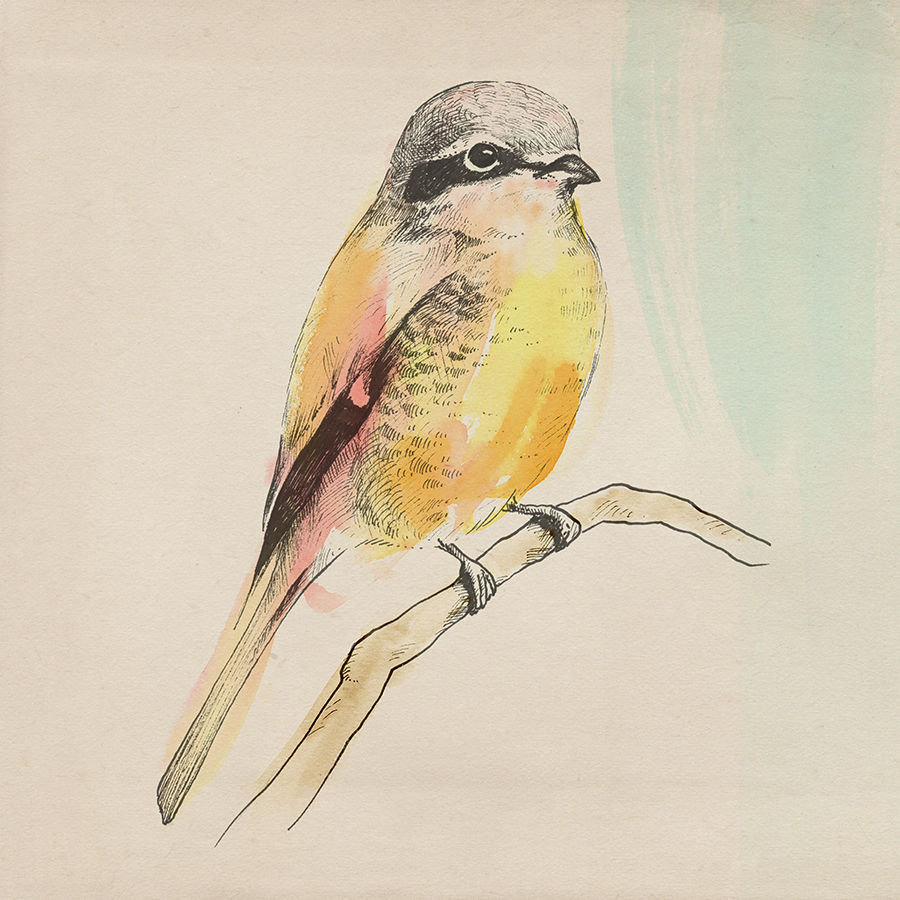 Chelsea Art Studio Pretty Little Bird IV by Michelle Bennett - Graphic ...