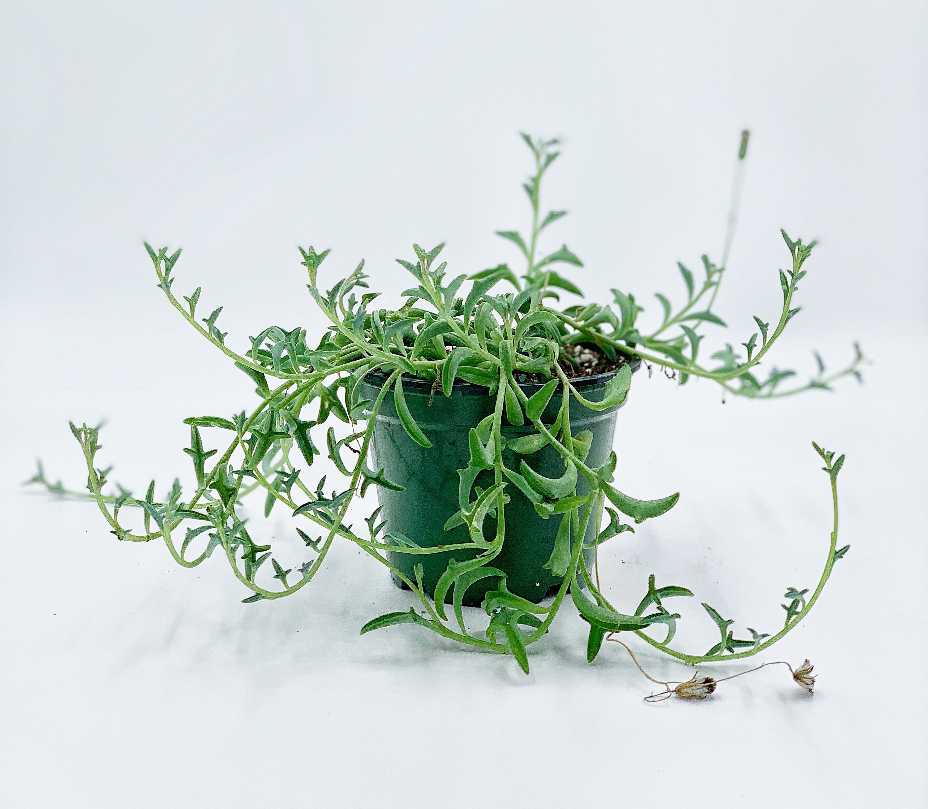 Florida House Plants String Of Dolphins! Curio X Peregrinus | Wayfair