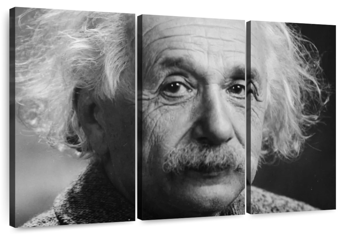 Elephant Stock Albert Einstein | Wayfair