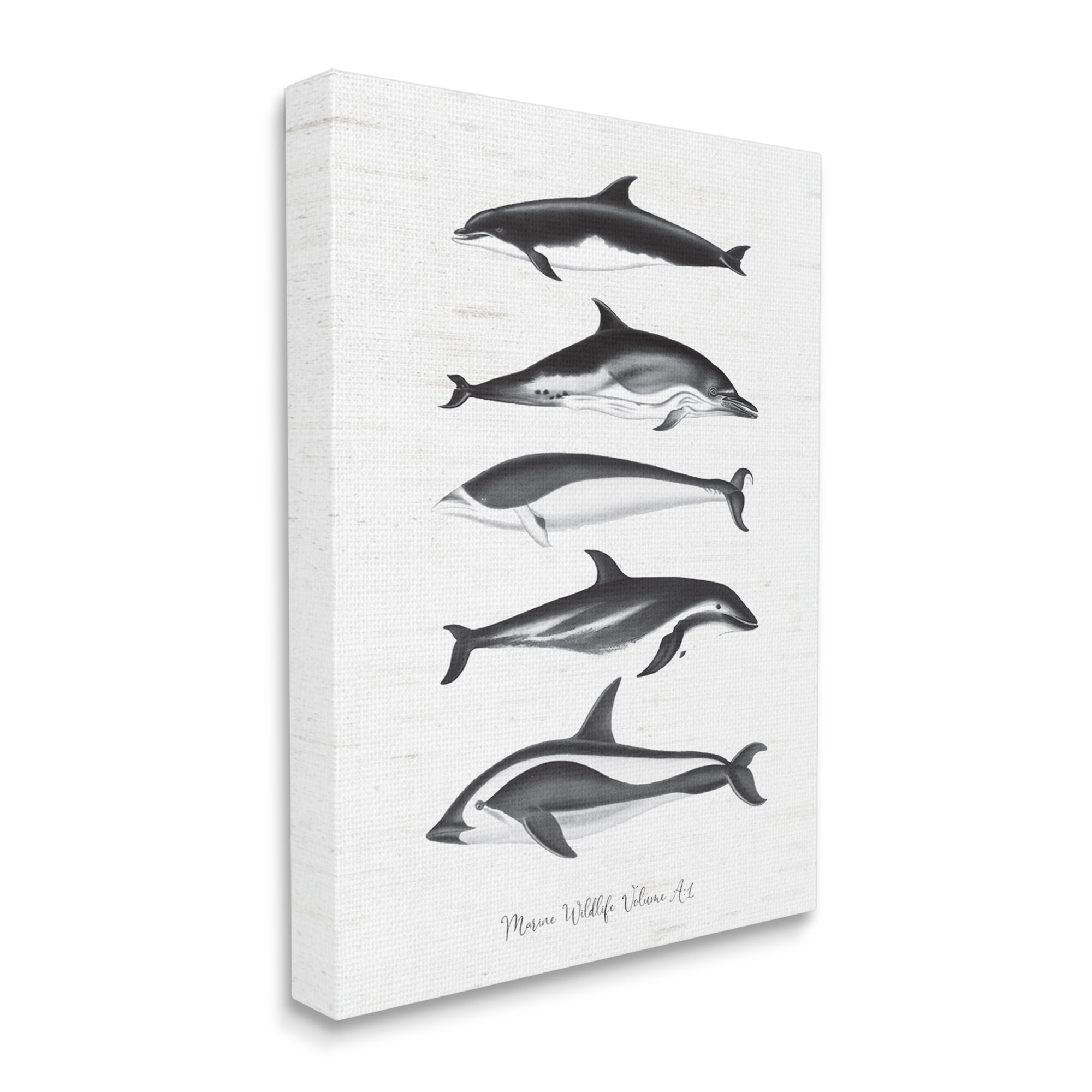 Stupell Industries Marine Life Orca Whales Diagram Grainy Pattern ...